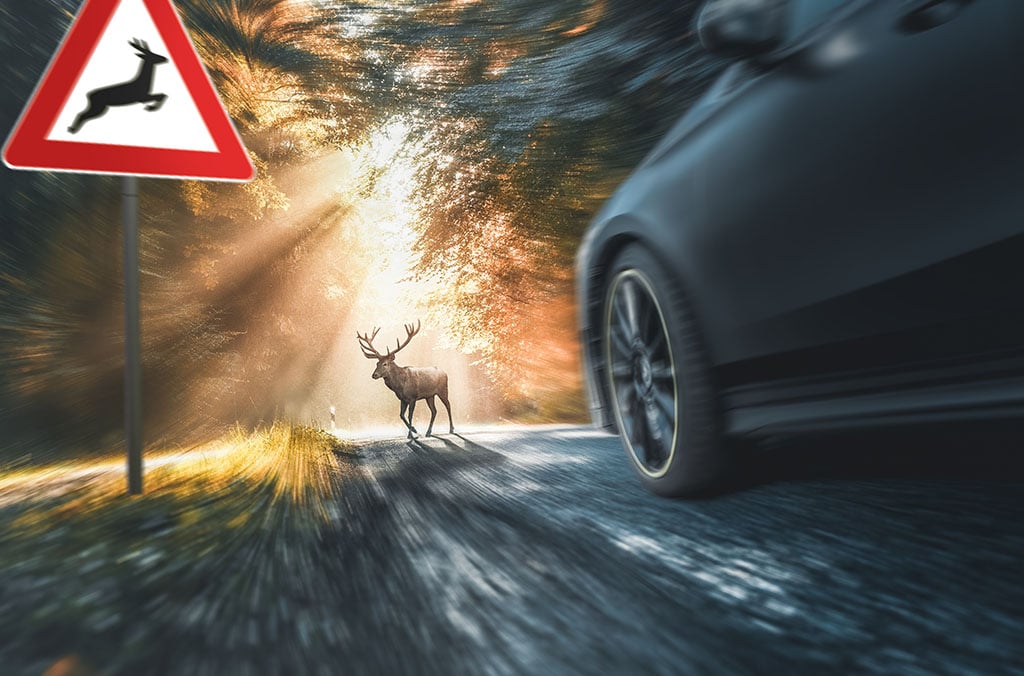Safety Tips for Driving During Deer Season - Judd Shaw Injury Law™